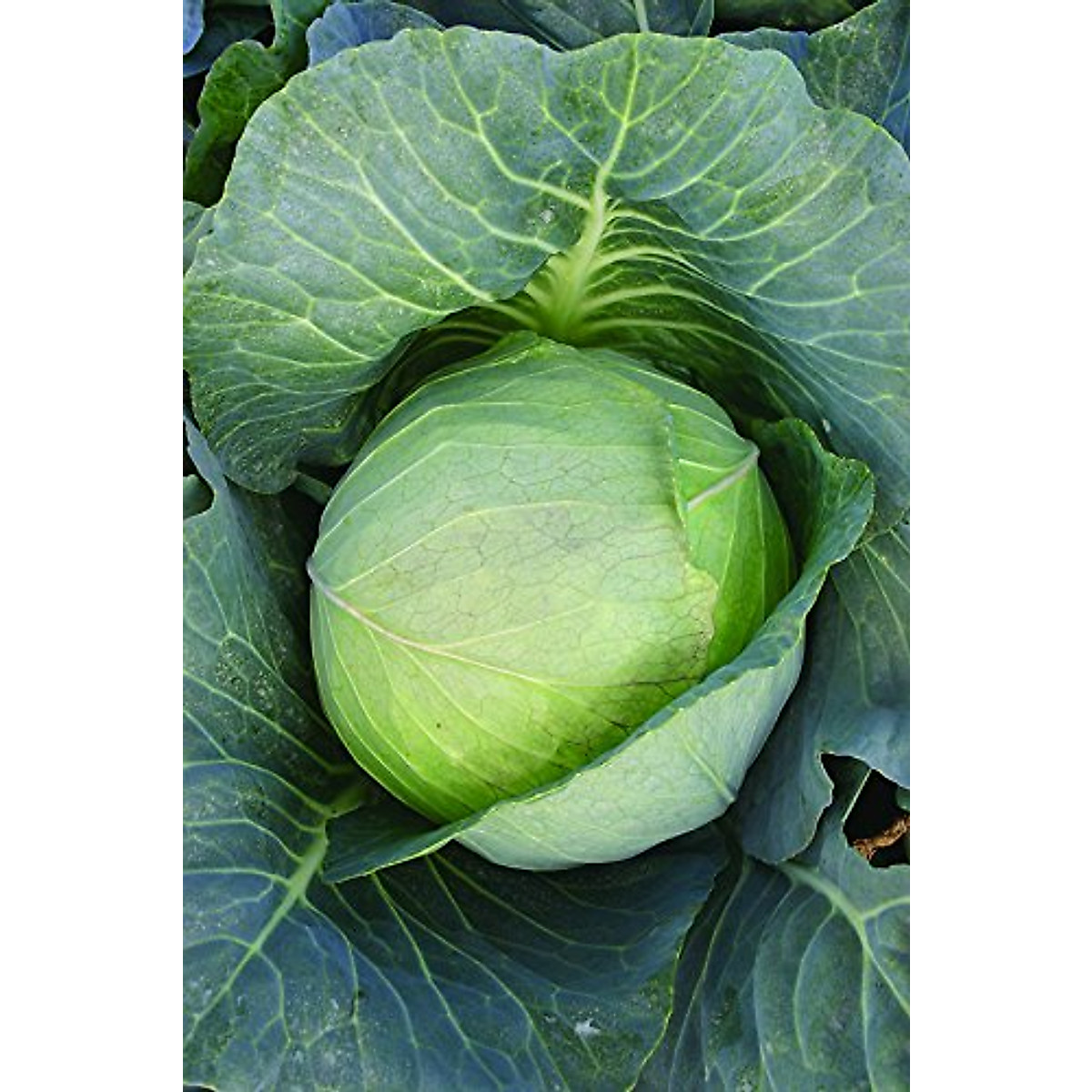 Burpee Brunswick Cabbage Seeds 260 seeds