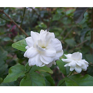 100+ Jasmine Seeds for Planting