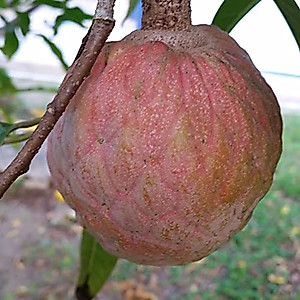 Red Custard Apple Tree Seeds Annona Reticulata Tropical Fruit Tree Delicious and Sweet Fruit Attract Bees Culinary Uses Gardens Outdoor 10Pcs Fruit Tree Seeds by YEGAOL Garden