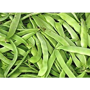 Roma II Italian Bush Bean Seeds for Planting, 30+ Heirloom Seeds Per Packet, (Isla's Garden Seeds), Non GMO Seeds, Botanical Name: Phaseolus vulgaris, Great Home Garden Gift