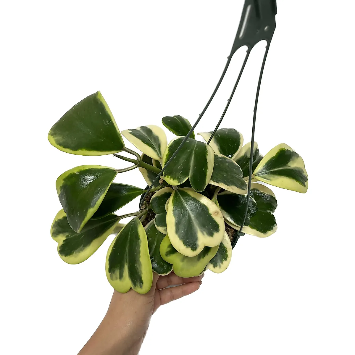 Variegated Hoya Kerrii - Hoya Plants Live Houseplant - Live Hoya Plant - Outer Variegated Hoya Kerrii - Plant Gift - Air Purifying Plant (2-3 Leaves Plant, 4" Pot)