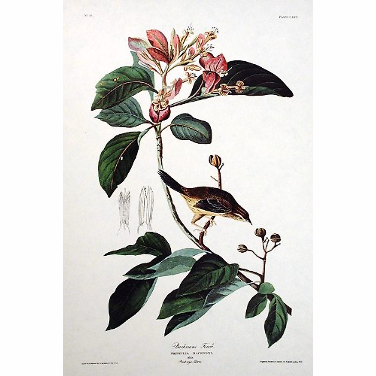 Bachmans Finch. From"The Birds of America" (Amsterdam Edition)