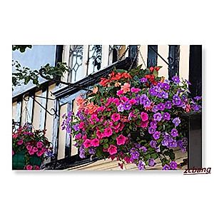 zcbang Petunia Seeds 2000+Pcs 'Colour-Themed Collection'(Rainbow Colors) Perennial Flower Mix Seeds
