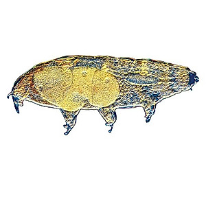 Water Bear (Tardigrade) Culture, Living
