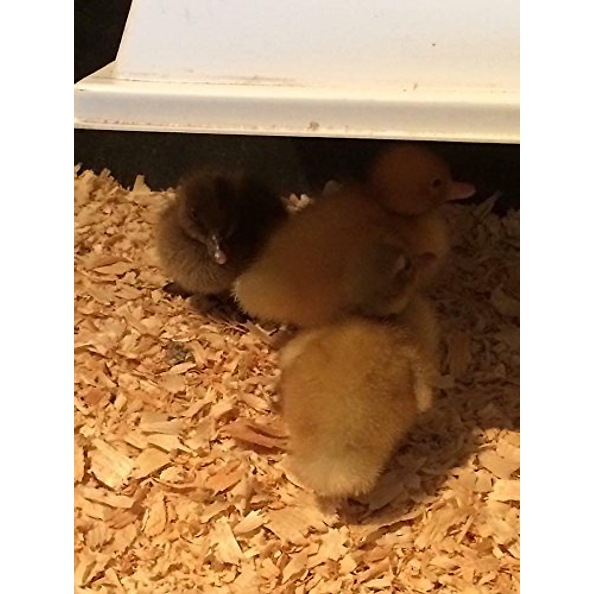 SWEETER HEATER Infrared Heater for Chicks & Pets, Side Mount 11x16, 50 Watt