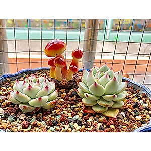 MUAMAX 2 Packs Fairy Garden Mushroom Small Figurines Miniature Garden Mushrooms Fairy Garden Mushrooms Small Little Tiny Mushroom Ornaments Micro Mushroom Figurines Plants Bonsai Craft Decor