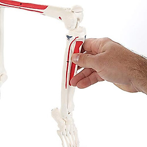 Anatomy Lab Half Life Size Painted and Numbered Human Skeleton Model, 35" Anatomical Replica with Muscle Insertion and Origin Points, Removable Skull Cap & Jaw, Durable Stand for Display and Study