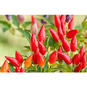 Zeoust Loife 200 Pcs Chile Pequin Pepper Seeds for Planting - Mini Tiny Chile Chili Peppers Non-GMO Seeds to Plant Home Garden (Chile Pequin Pepper)