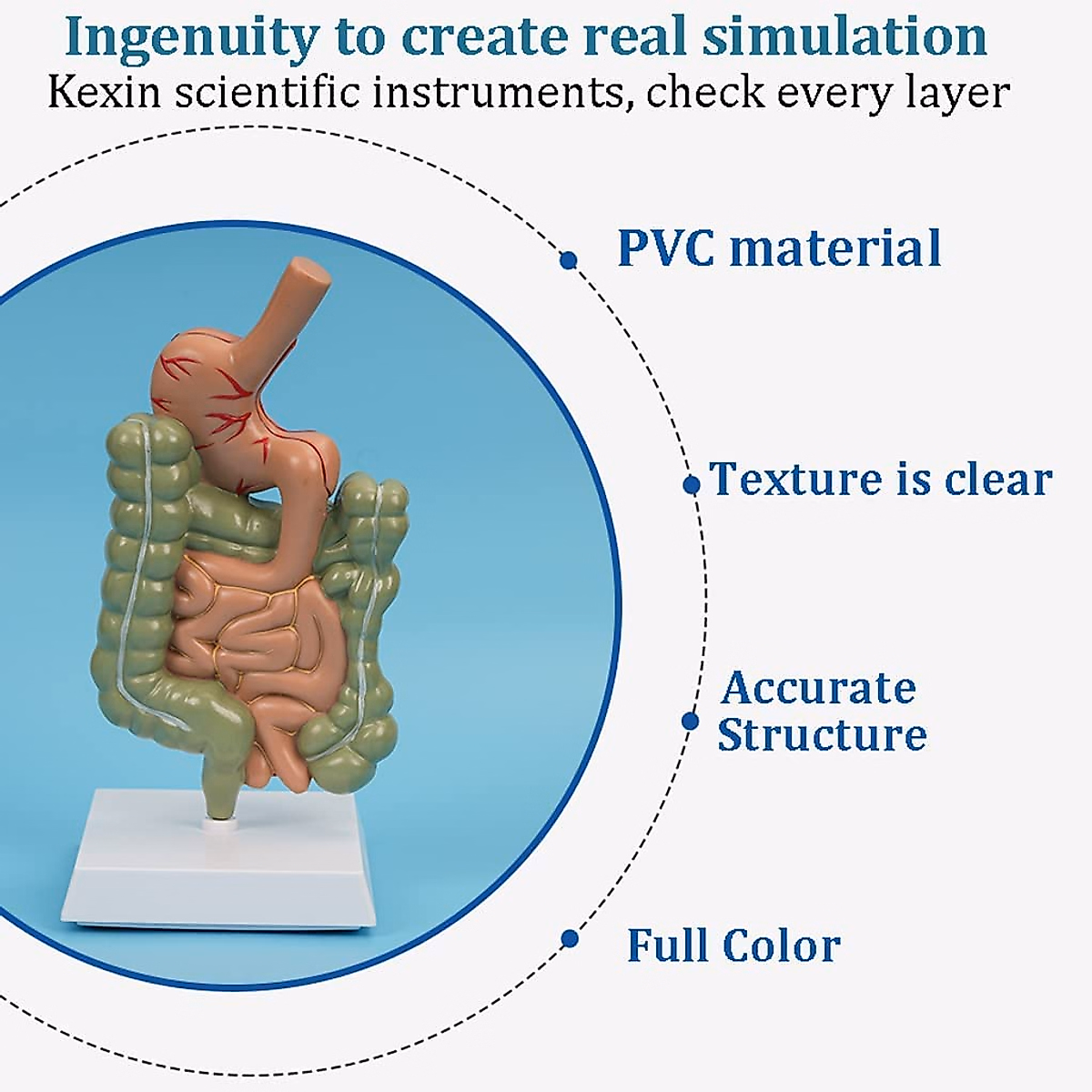 PAASHE Anatomy Model Human Stomach Anatomy Model Organs Model Human Body Model Stomach Section Large Small Intestine Medical Model Study Education