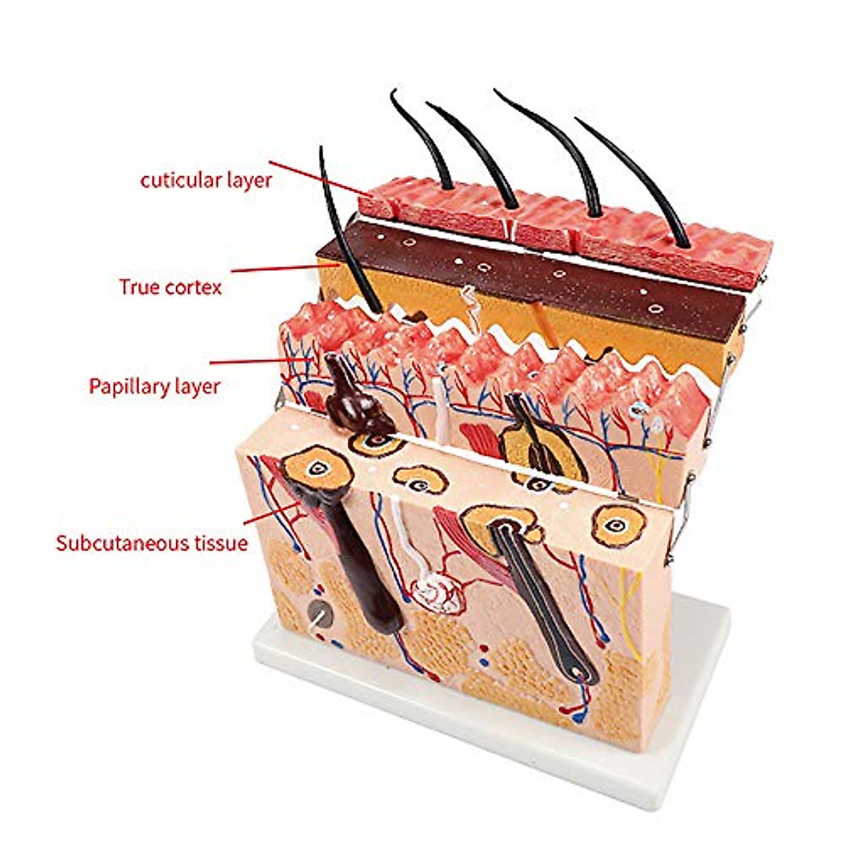 Teaching Model,Skin Anatomy Model, Structural Anatomical Model, Anatomical Skin Enlarged Tissue Structure Model, Used for Scientific Classroom Research and Display Teachi