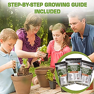 Most Popular Heirloom Non GMO Tea and Herb Seeds for Planting Indoor and Outdoor Garden