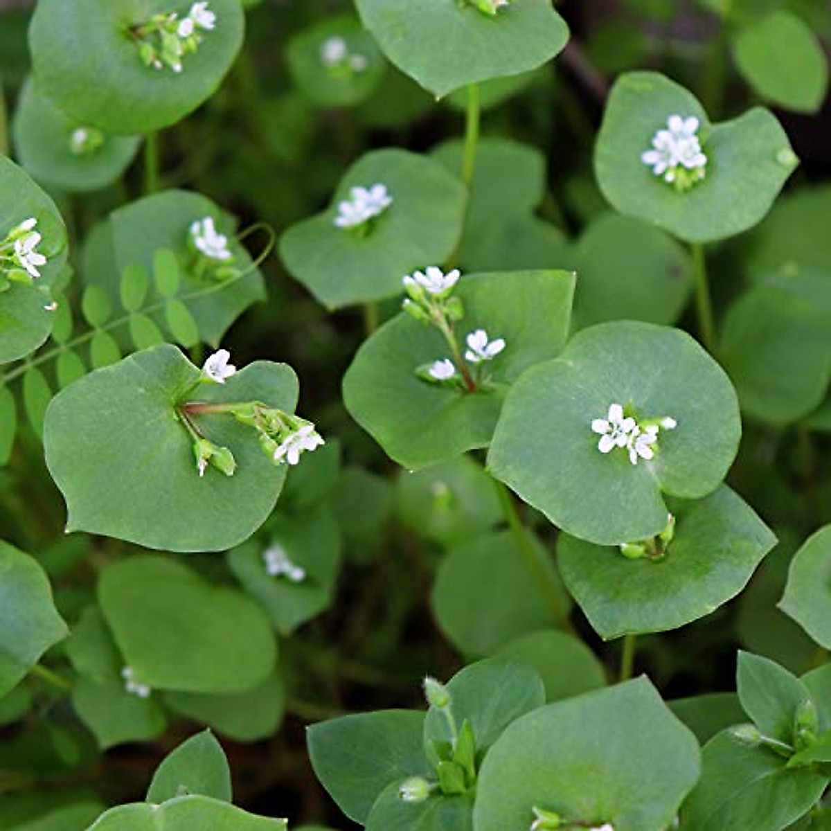 Outsidepride Claytonia Perfoliata Winter Purslane AKA Indian or Miner's Lettuce Herb Garden Plant - 10000 Seeds