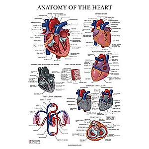 Palace Learning Heart Anatomy Poster - LAMINATED - Anatomical Chart of the Human Heart - 18" x 24"