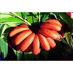 Rare Seeds 100pcs Banana Seeds Red Dwarf Tree Bonsai Fruit Decor Home Gardening Planting