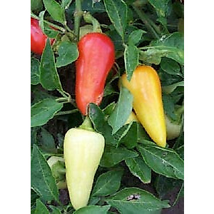 Santa Fe Grande Pepper Seeds for Planting, 50+ Heirloom Seeds Per Packet, (Isla's Garden Seeds), Non GMO Seeds, Botanical Name: Capsicum annuum, Great Home Garden Gift