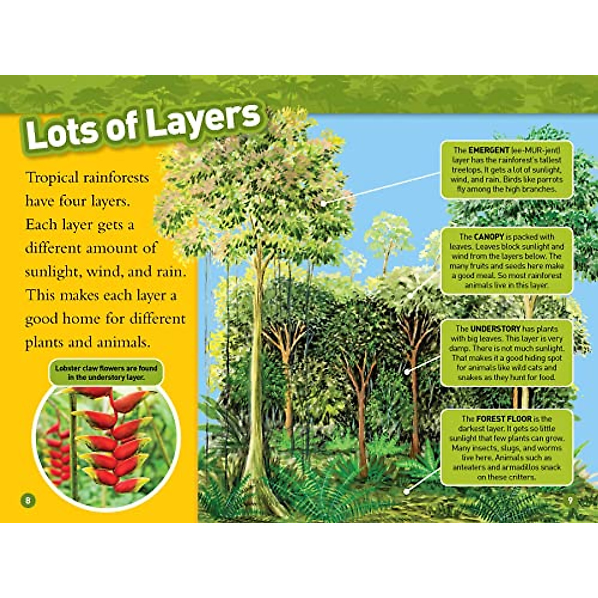 Rainforests (National Geographic Kids Readers, Level 2)
