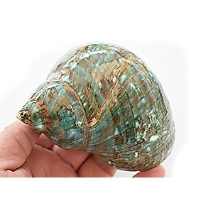 FSG - XX-Large Polished Jade Turbo (4-4 1/2") 2" Opening Beach Crafts Nautical Decor Large Hermit Crabs - Florida Shells and Gifts