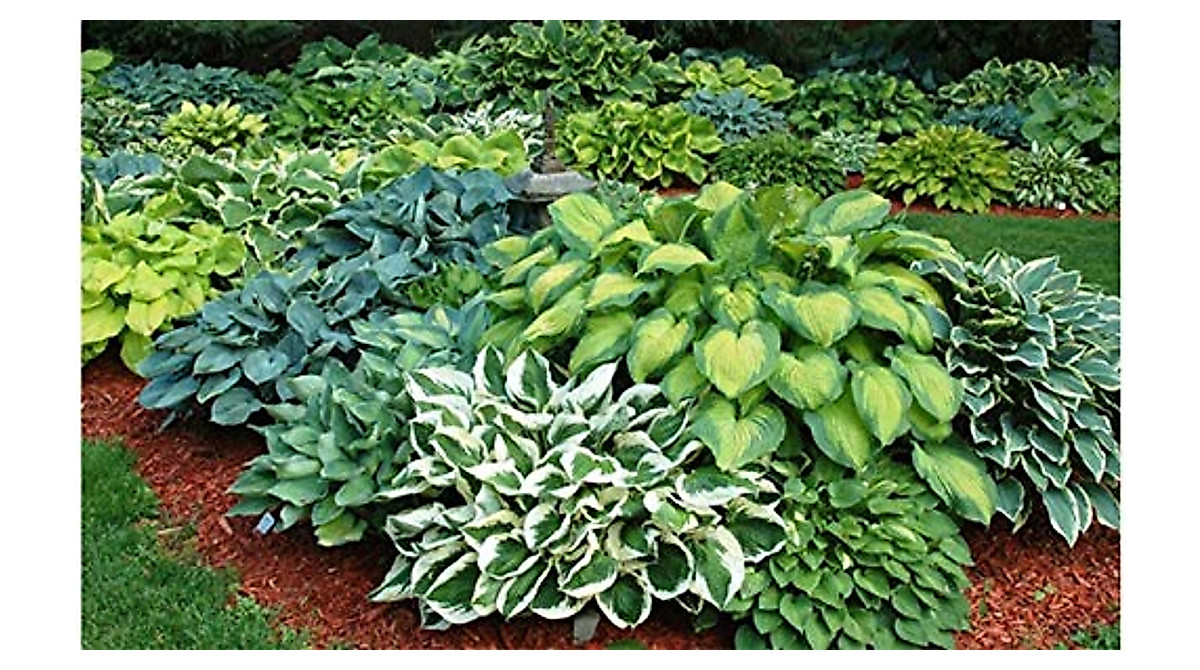 Hosta Perenial Mixed 9 Pack for Your Garden