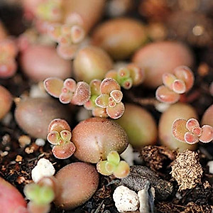 KOqwez33 Seeds Plant for Garden Decoration,300Pcs Mixed Succulent Plant Seeds Ornamental Potted Bonsai Garden Balcony Decor - Mix Succulent Seeds
