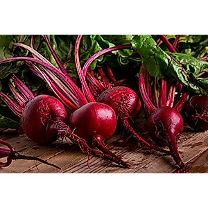 Red Ace Beet Seeds, 100 Seeds Per Packet, Non GMO Seeds Scientific Name: Beta vulgaris, Isla's Garden Seeds
