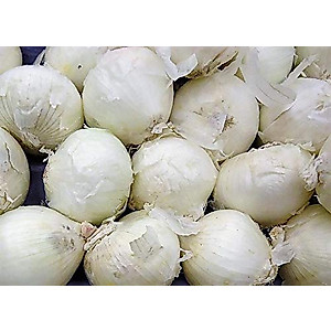 White Sweet Spanish Onion Seeds for Planting, 500+ Heirloom Seeds Per Packet, (Isla's Garden Seeds), Non GMO Seeds, Botanical Name: Allium cepa, Great Home Garden Gift