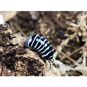 Bugzy Bugs Zebra Armadillidium Isopods 10 Count Live Roly Poly Cleanup Crew Feeders for Terrarium Reptile Insect Pet Food