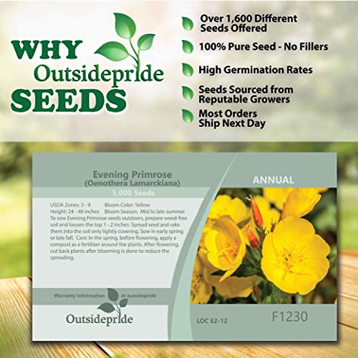 Outsidepride Oenothera Evening Primrose Yellow Wild Flowers - 5000 Seeds