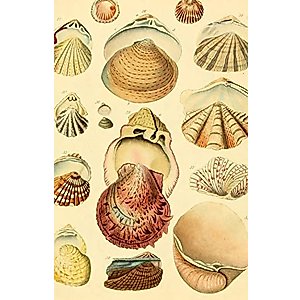 Beachcomber (Blank Lined Journal)