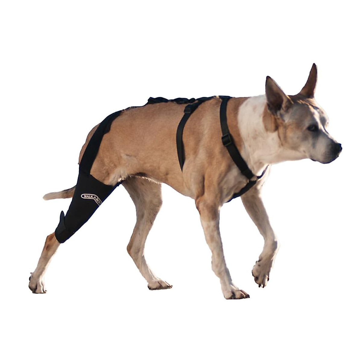Walkabout Harnesses Black Knee Brace for Dogs Treat ACL, CCL Injury, Arthritis, Joint Pain, Fatigue and Stress with The Walkabout Knee Brace (ML Right)