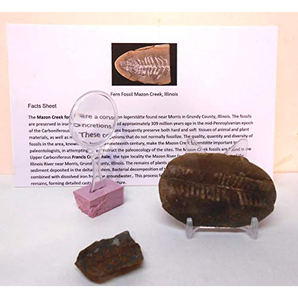 300 Million Yr Old Fern Fossil from Mazon Creek, Illinois w/Free Display Stand, Fact Sheet & 2nd Fossil