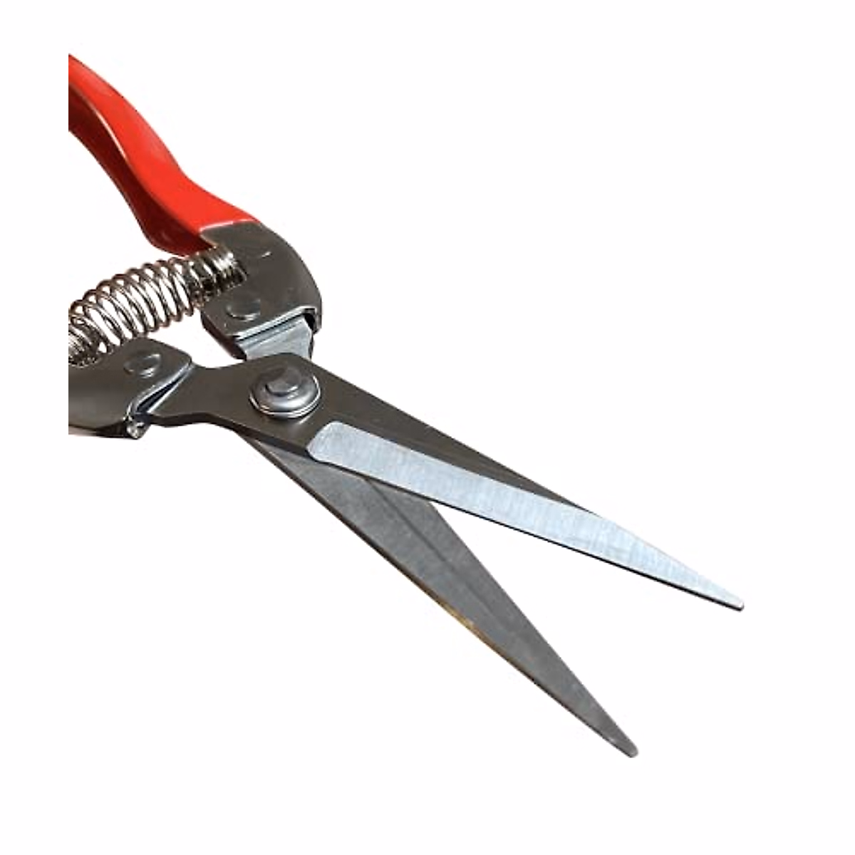 Garden Guru Straight Stainless Steel Pruner Pruning Shears Clippers Snips – Sharp Bonsai Plant Trimming Scissors – Straight Blade Garden Scissors Tool – Great for Roses Flowers Herbs Fruits