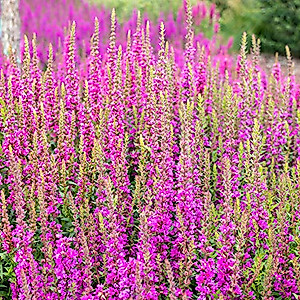 Outsidepride Salvia Horminum Pink Sunday Clary Garden Cut Flowers Great for Dried Arrangements, Vases, Bouquets - 1000 Seeds