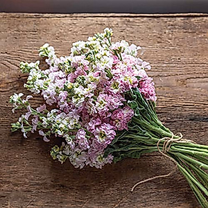 David's Garden Seeds Flower Stock Antique Pink FBA-9932 (Rose) 50 Non-GMO, Heirloom Seeds