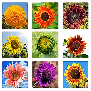 1000pcs Mix Sunflower Seeds for Planting - 10 Varieties Heirloom and Non-GMO Seeds for Outdoor Garden and Bonsai Plants, Easy to Plant and Grow