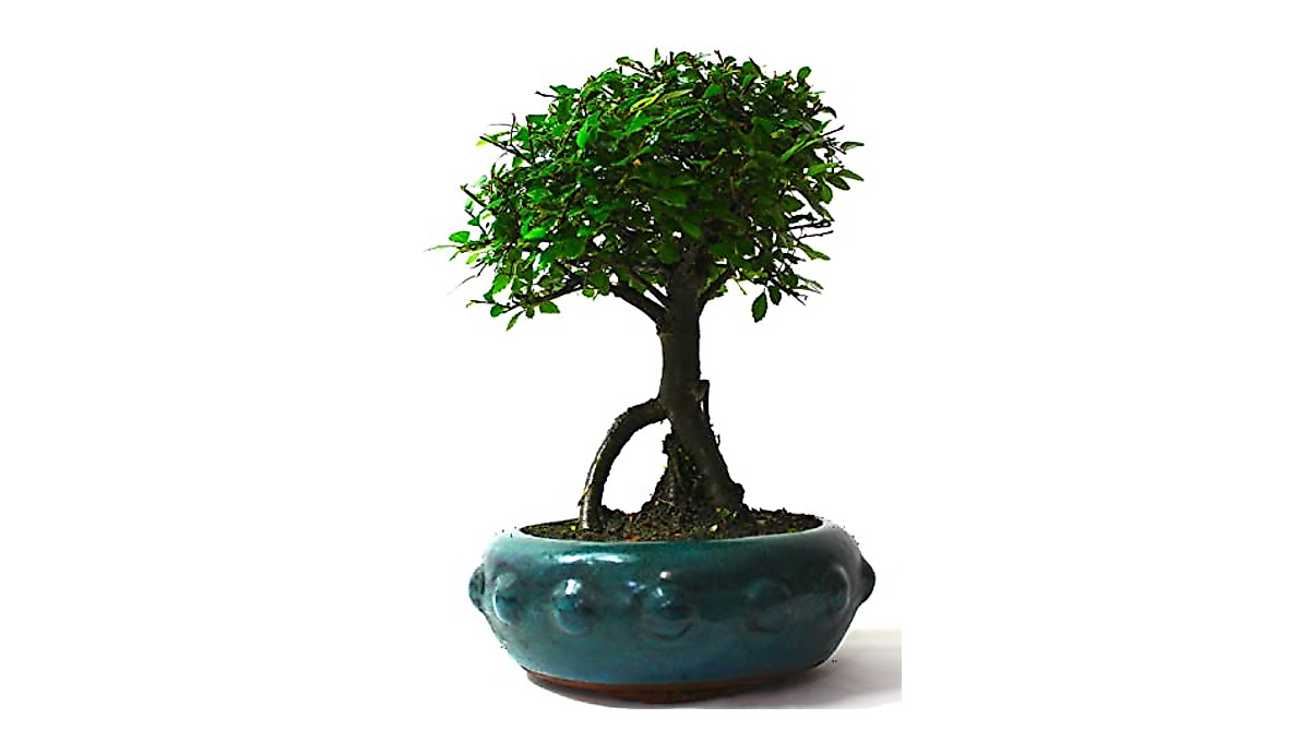 Seiju Dwarf Chinese Elm: Perfect Bonsai Tree