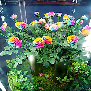 1000Pcs Beautiful Rainbow Rose Seeds Multi-colored Rose Seeds Rose Flower Seeds