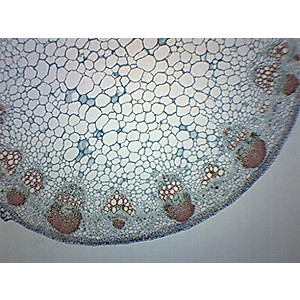 Sunflower Stem, Cross Section - Prepared Microscope Slide - 75 x 25mm - Biology & Microscopy - Eisco Labs