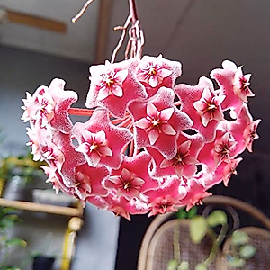 Hoya Carnosa Seeds Wax Plant Fragrant Perennial Low Maintenance Easy to Care Tropical Succulent Containers Indoor Trellis 100Pcs Flower Seeds by YEGAOL Garden