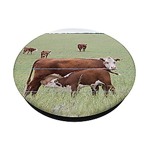 Hereford Cow Calf Pictures - Gifts for Cattle Ranchers