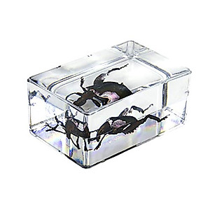 Celestron – Real 3D Bugs in Clear Resin – 4pc Set Includes Wasp, Ant, Chafer, and Beetle Specimens – Perfect for Science Eduction and Classroom – Use with Digital and Stereo Microscopes