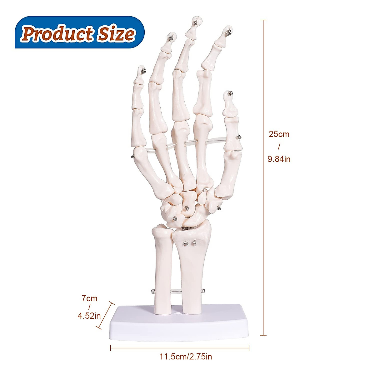 faruijie Hand Skeleton Model - Medical Human Finger Bone Anatomy Bendable Right Hand Skeleton with Articulated Joints Wrist Ulna and Radius