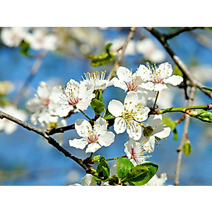 5 Seeds Red Purple Fruit White Flower American Plum Prunus Americana Shrub Tree #SDF02