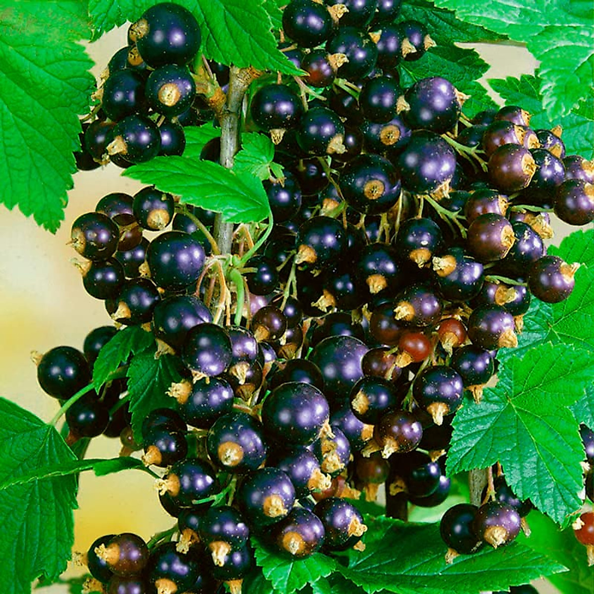 30 Black Currant Seeds, Gooseberry Berry Seeds Edible Fruit for Planting Ornaments Perennial Garden Simple to Grow Pots
