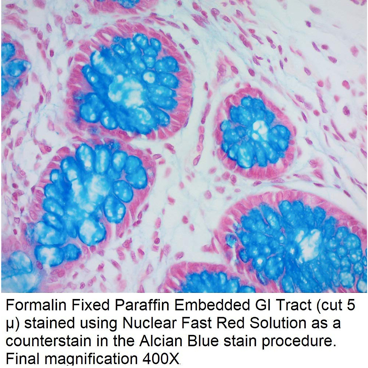 Nuclear Fast Red Solution, 500ml