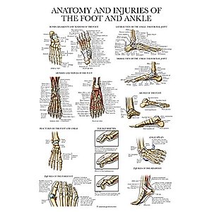 Palace Learning Laminated Anatomy and Injuries of the Foot and Ankle Poster - Anatomical Chart of Foot and Ankle Joint - 18" x 24"