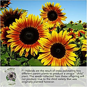 Seed Needs, Tricolor Sunflower Seed Collection (Helianthus annuus) Includes Procut Red, Cherry Rose & Firecracker Sunflowers