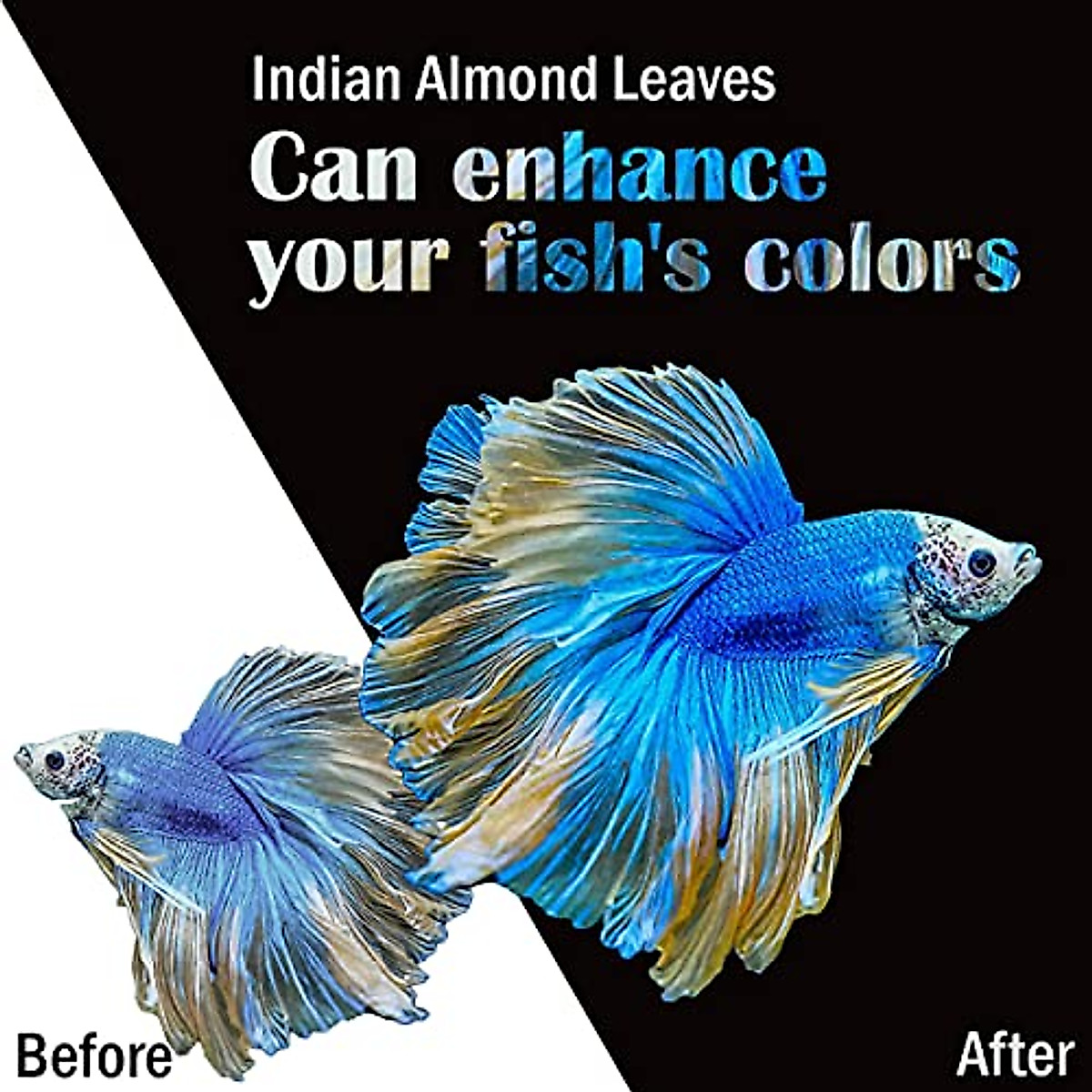 Premium Indian Almond Leave - Blackwater - Aquarium Decorations. Catappa Leaves Rich Tannin. Health Better, Vitality, Successful Breeding! for Betta Fish Tank & Shrimp. Pack 50g Size 6-9"(20-25Leaves)