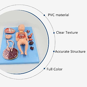 Neonatal visceral Anatomy Birth Baby Umbilical Cord Placenta Model fetal Blood Circulation Neonatal Abdominal Placenta Umbilical Cord Viscera 13 Parts
