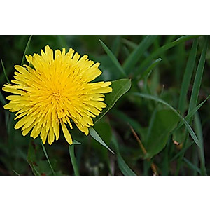15000+ Pcs Dandelion Seeds Organic Real Herb Planting The Dandelion Seed