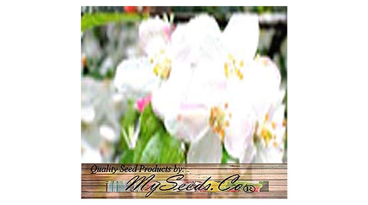 Big Pack Red Delicious Apple Seeds - 500 Tree Seeds